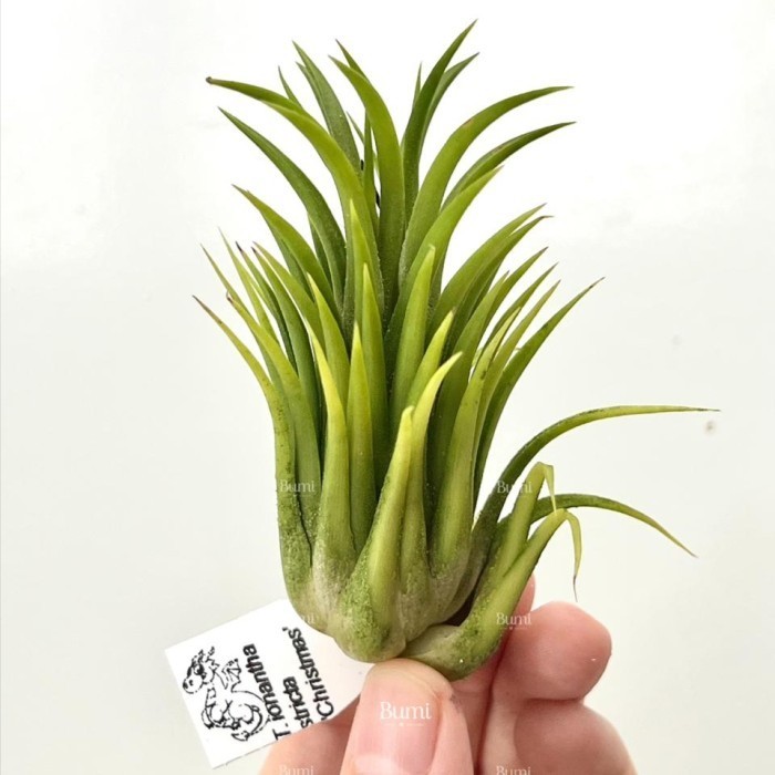 Jual BUMI ORCHIDS Tillandsia ionantha Stricta ‘Christmas Tree’ - Air ...