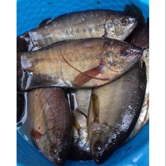 Jual Ikan Sepat / Ukuran Sedang - Besar / Berat 500 gram | Shopee Indonesia