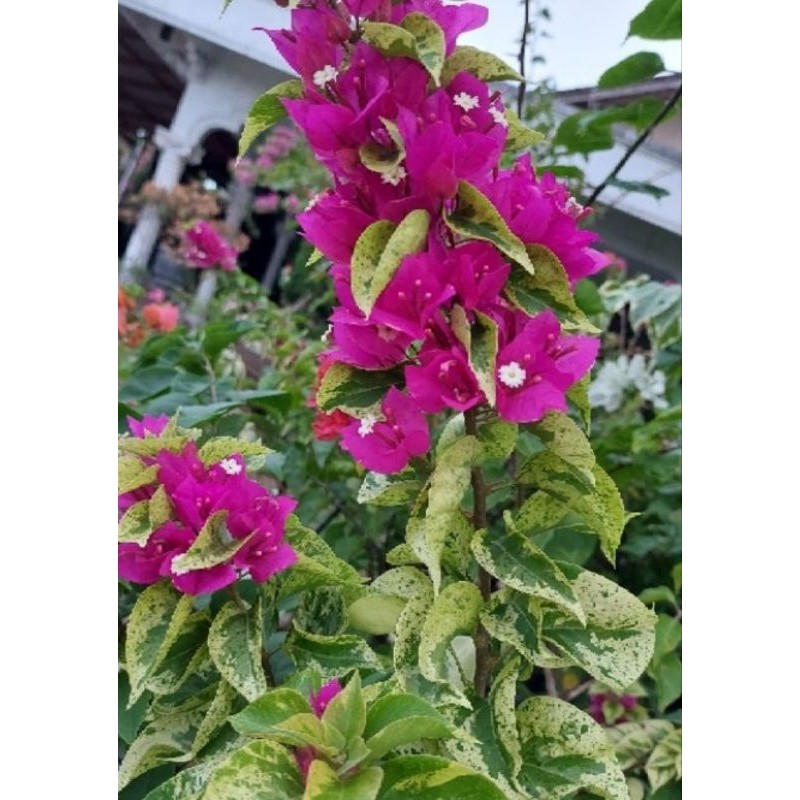 Jual hias Tanaman bugenvil SJ kropok | Shopee Indonesia