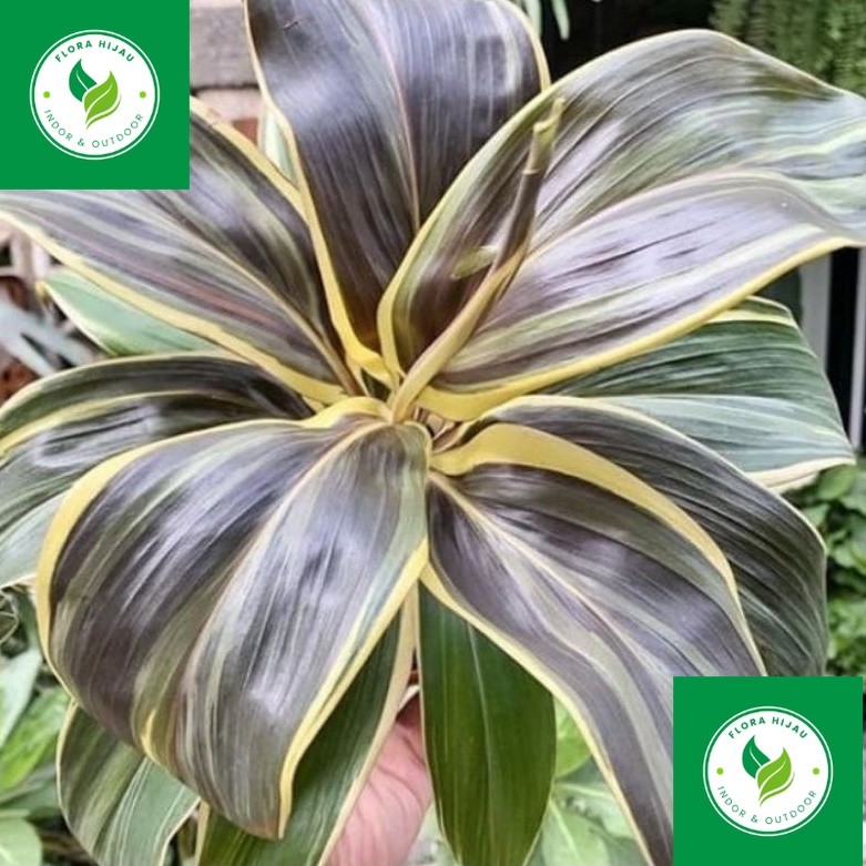 Jual - ( BISA COD ) Tanaman Hias Hanjuang Conelo Varigata Tanaman Hidup ...