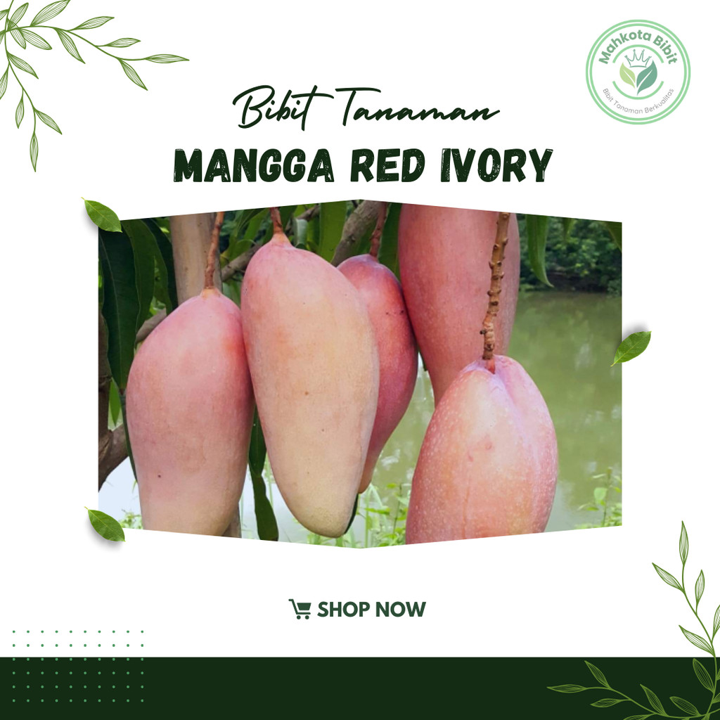 Jual Bibit mangga red Ivory mangga impor tanaman buah unggul Okulasi ...
