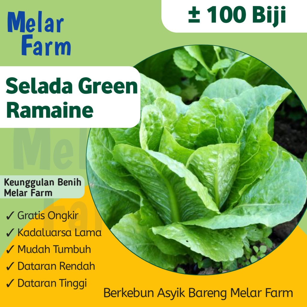 Jual Melar Farm - 100 Bibit Sayuran Selada Green Romaine Unggul | Shopee Indonesia