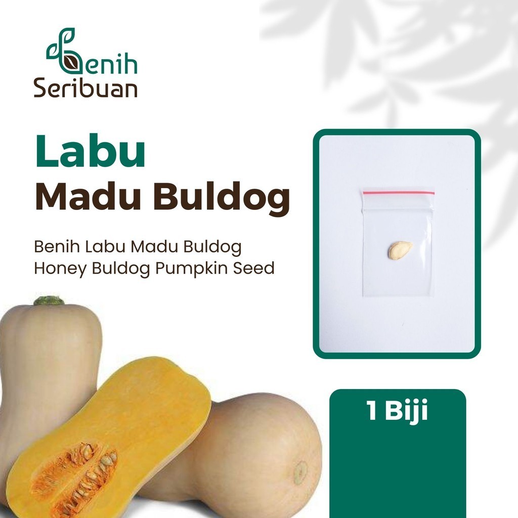 Jual Benih Seribuan - 1 Bibit Buah Labu Madu Buldog F1 Hibrida | Shopee ...