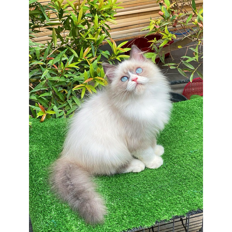Jual Ragdoll Bicolor Non Ped Jantan 3 Bulan | Shopee Indonesia