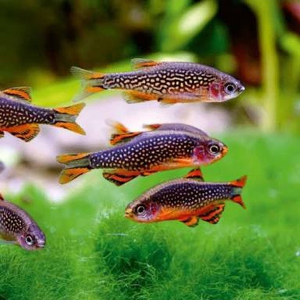 Jual Rasbora galaxy size SM ( CAHAYA AQUATIC ) | Shopee Indonesia