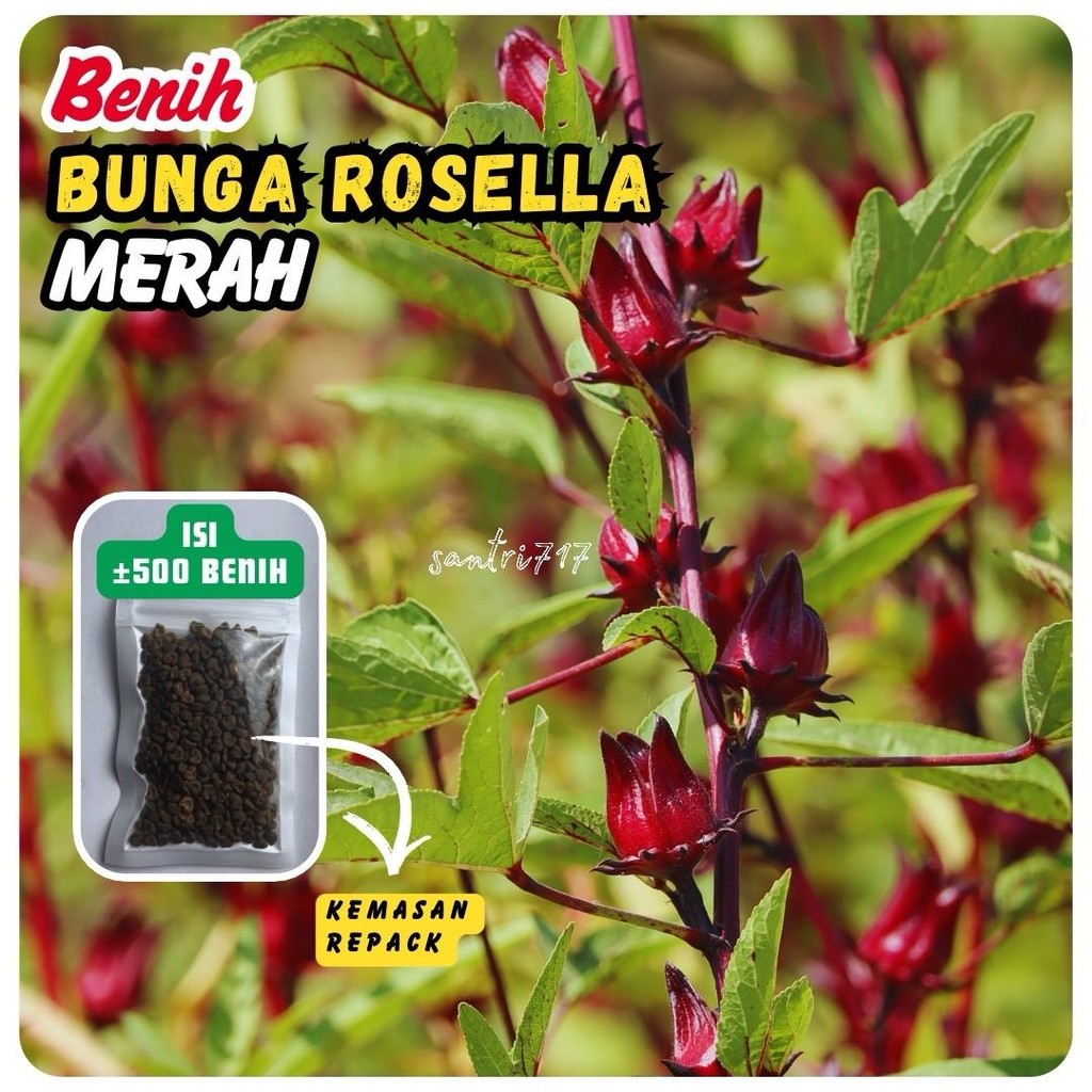 Jual 500 benih bunga Rosella merah bunga kaya manfaat | Shopee Indonesia