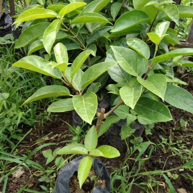 Jual Bibit Tanaman Cincau Hijau Perdu Cincau Hijau Tanaman Cincau Kebo ...