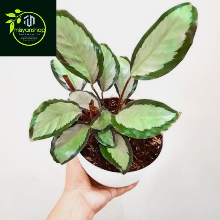 Jual tanaman hias calathea dark srart | pohon calathea dark srart ...