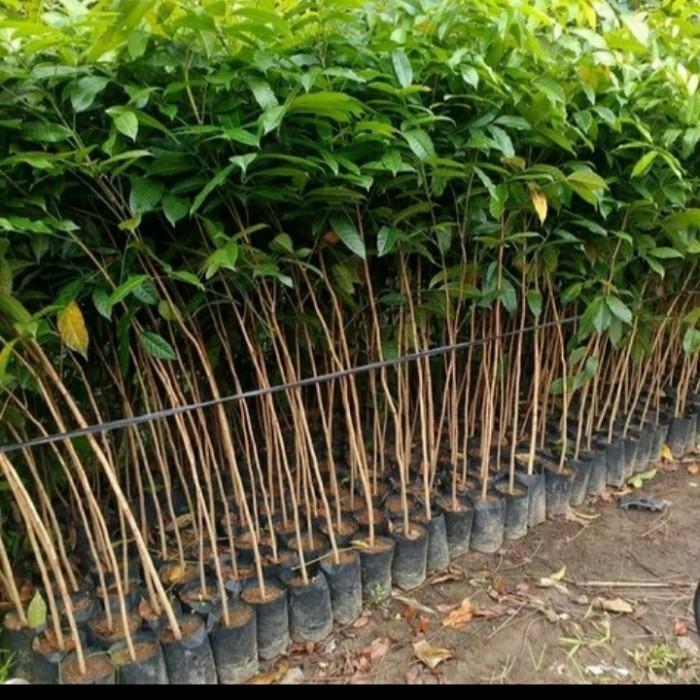 Jual Bibit Mahoni Afrika Paket 10 Bibit Unggulan/ Bibit Pohon Mahoni ...