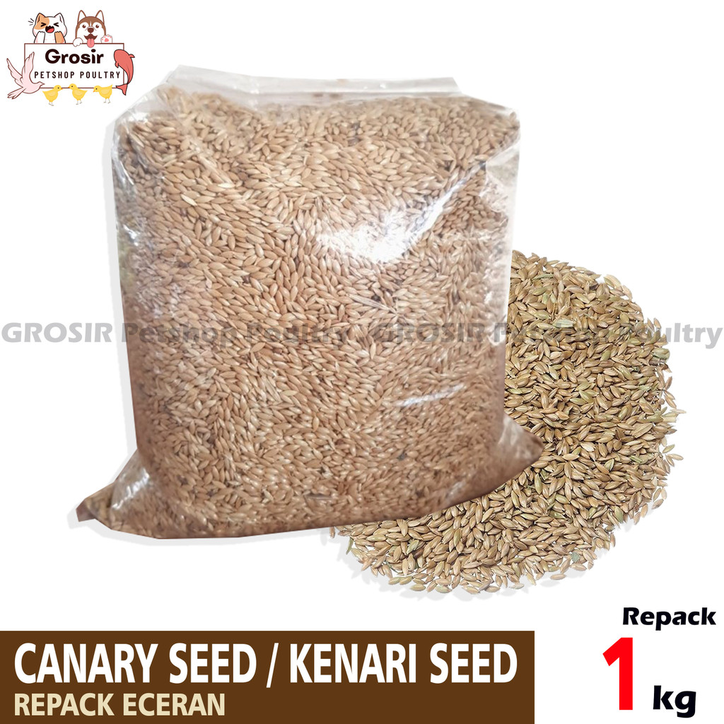 Jual Canary Seed Pakan Kenari seed Premium 1 Kg Pakan Burung Kenari ...