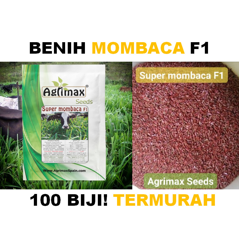 Jual Benih mombaca f1 asli 100 biji termurah Bibit Rumput Mombasa - rumput hias halaman rumah ...