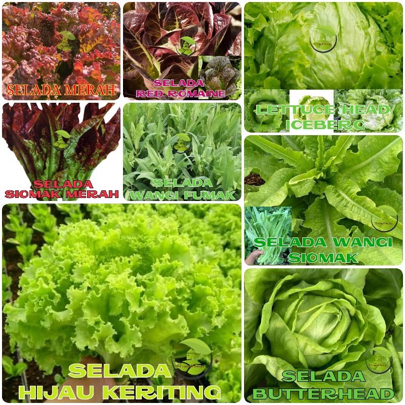 Jual Benih Sayur Selada Selada Lettuce Benih Letuce Bibit Berkebun ...