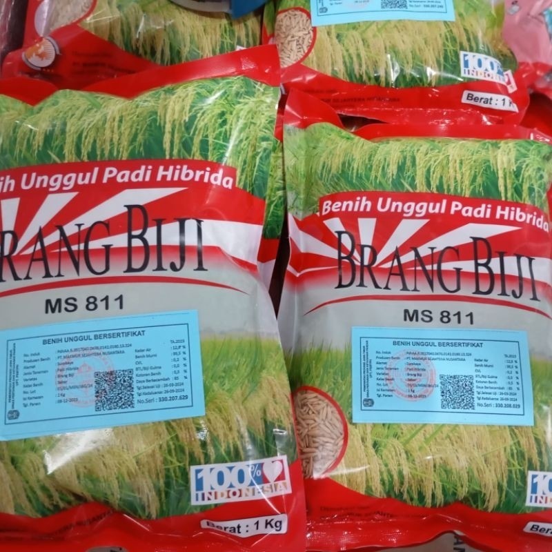 Jual BENIH PADI HIBRIDA VARITAS BRANG BIJI BIBIT PADI UNGGUL KEMASAN 1 KG | Shopee Indonesia