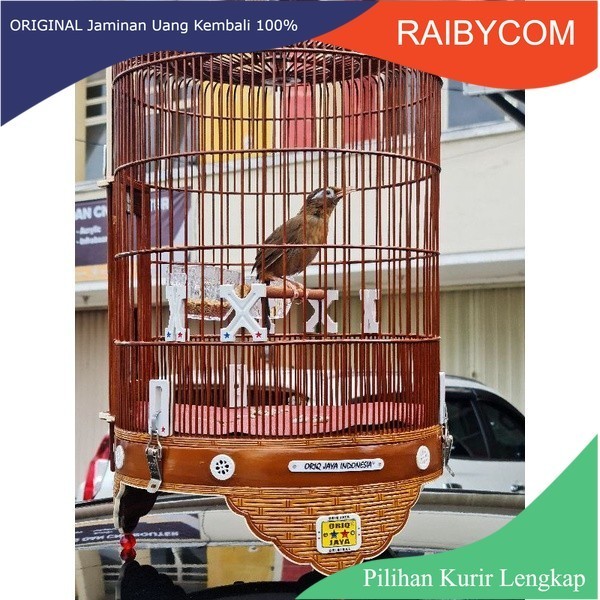 Jual Burung Wambi besar import Wambie bahan prospek jantan betina Hwa ...