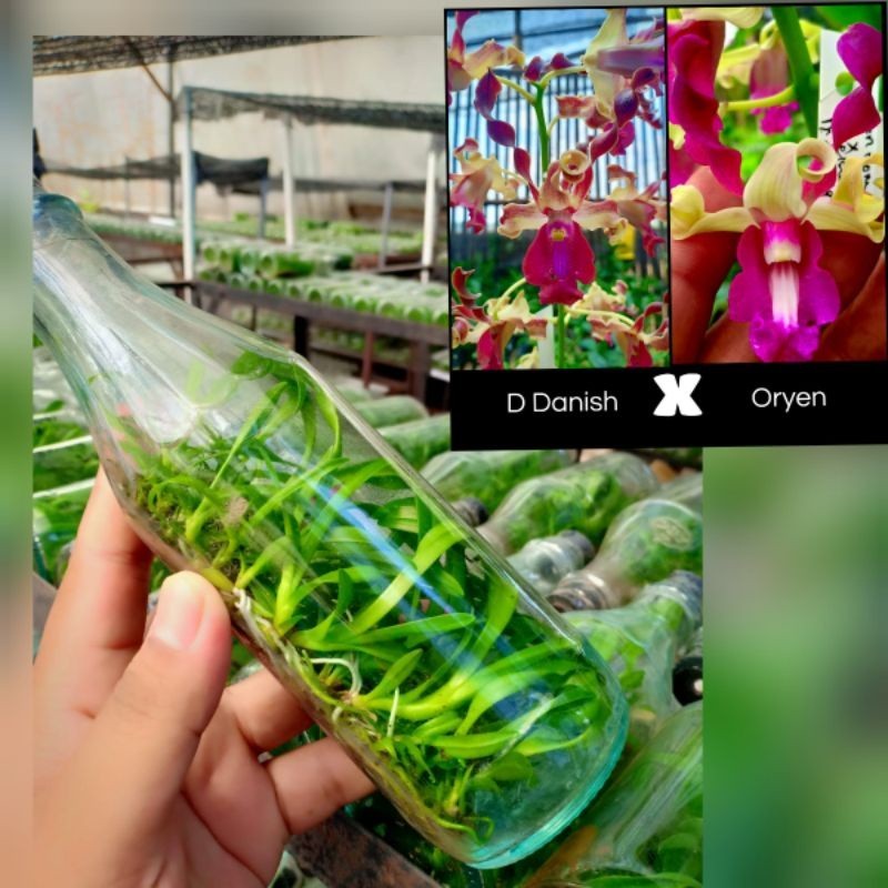 Jual bibit botol dendrobium mlintir (danis X oryen) | Shopee Indonesia
