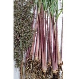 Jual Jual bibit serai wangi serai merah sereai hutan per 10 pohon+ ...