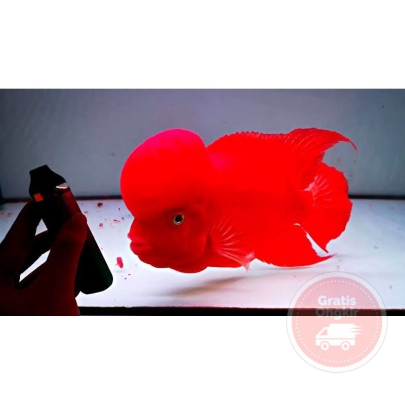 Jual single Hiyasan aquarium burayak SRM monkey 6-7 cm louhan super red ...
