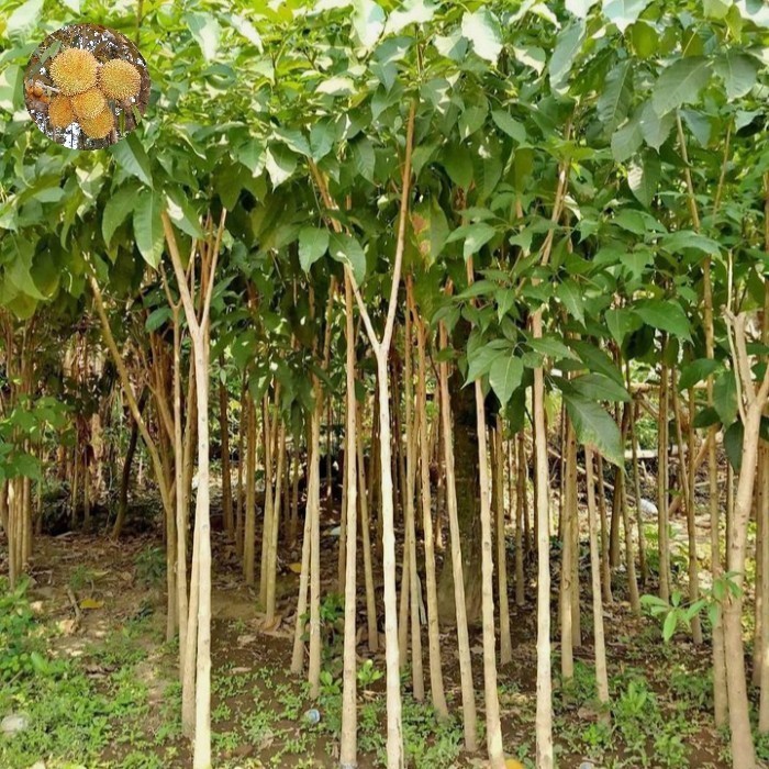 Jual bibit pohon tabebuya pink-ungu 2 meter | Shopee Indonesia