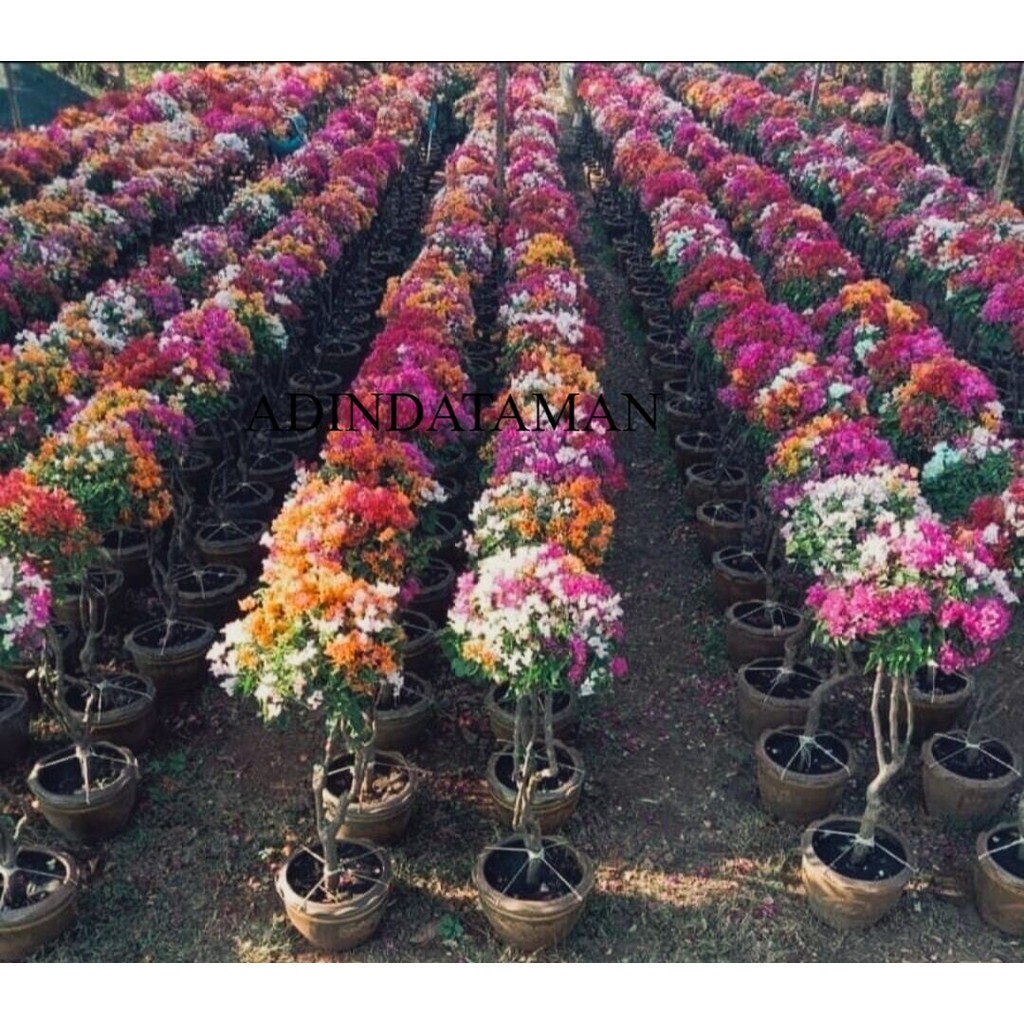 Jual A.T. Tanaman hias bugenvil sambungan 3-4-5 warna warni merah ...