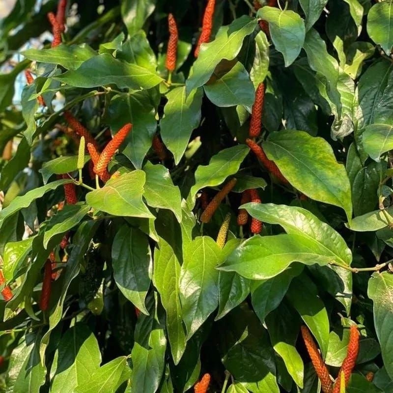 Jual Bibit Benih Cabe Cabai Jamu Jawa Alas Stek Cutting Potongan Sudah ...