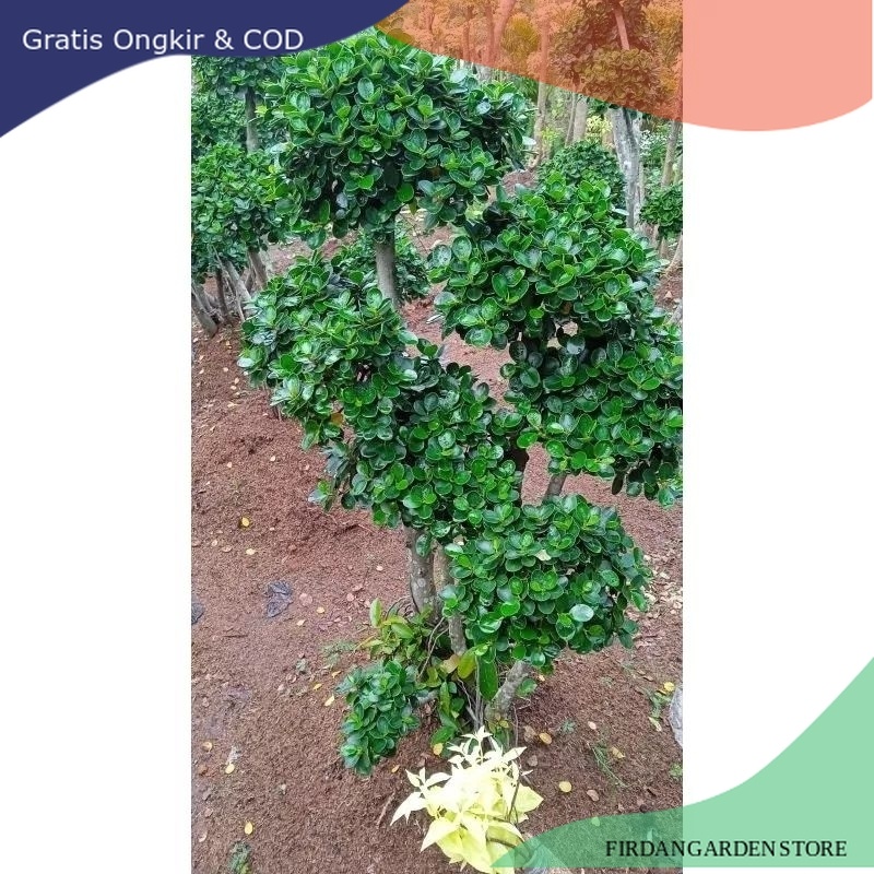 Jual Pohon Bonsai Micro Super Rimbun / Beringin Korea Bonsay Micro ...