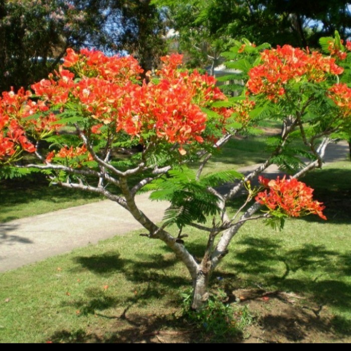 Jual COD Bibit Tanaman Bunga Flamboyan Merah/ Delonix Elata Siap Tanam ...