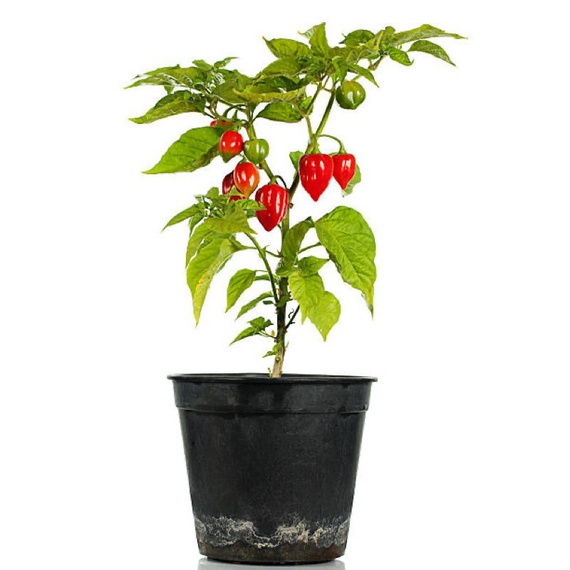 Jual Tanaman Cabai Dorset Naga Cabe Gendot TERPEDAS | Shopee Indonesia