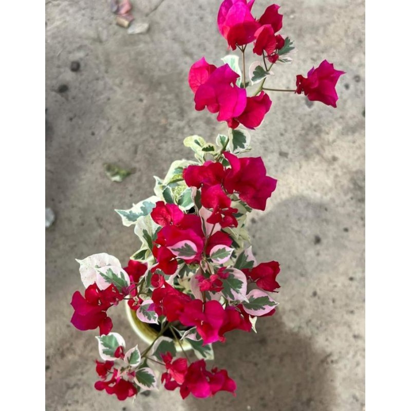 Jual Bugenvil Delima Merah Marun Tanaman Bougenville Segar Kuat ...