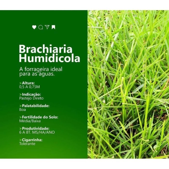 Jual 1kilo Benih rumput Pakan Ternak 1kg Biji - Bede - Signal Grass ...