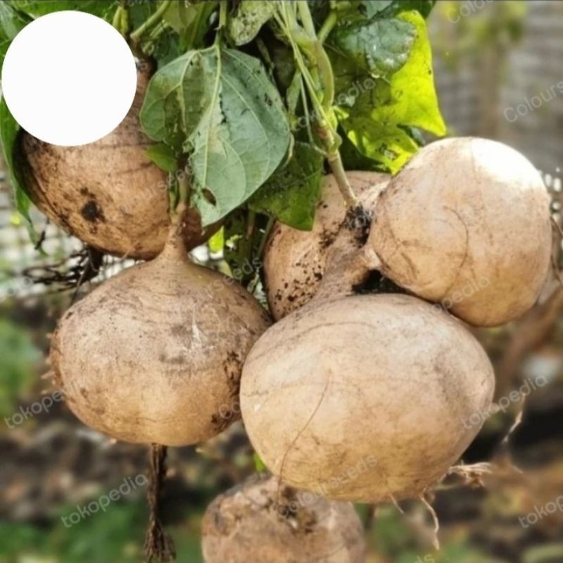 Jual 150 BENIH BENGKOANG JUMBO SUPER SNP GARDEN SEED | Shopee Indonesia