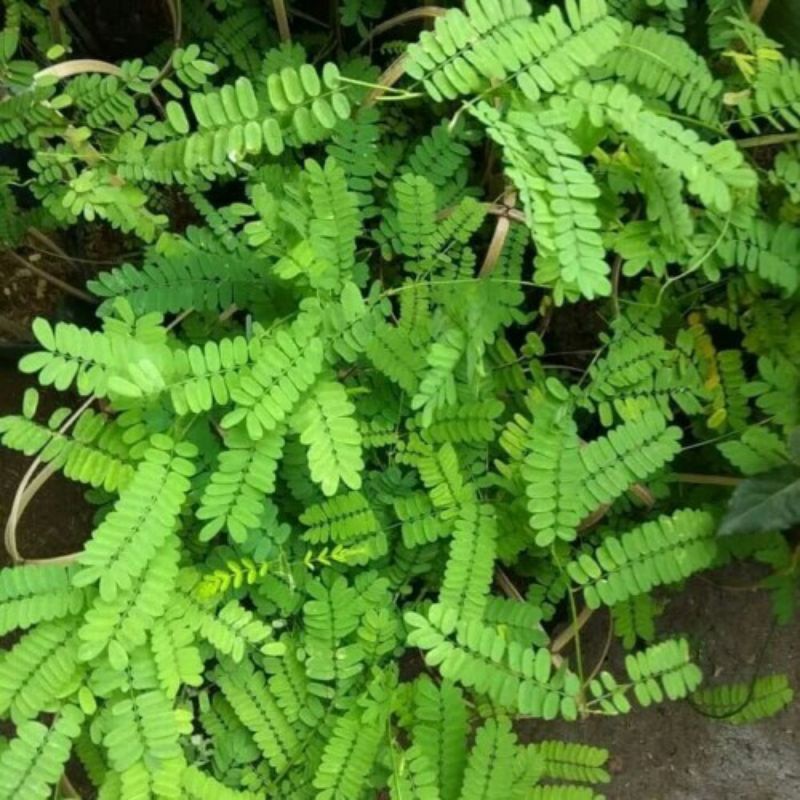 Jual Daun Saga Manis obat herbal batuk | Shopee Indonesia