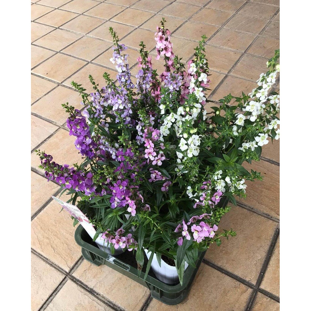 Jual Paket 4 Tanaman Hias Lavender Angelonia Bunga Lavender Anti Nyamuk ...