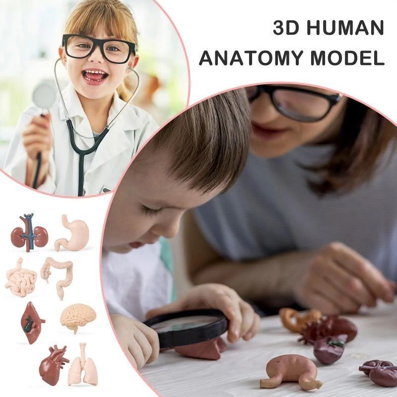 Jual 8pcs Human Organ Model Alat Peraga Organ Tubuh Mainan Edukasi Anak Organ Tubuh Manusia ...