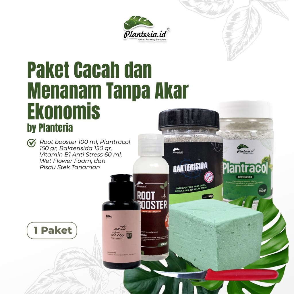 Jual Paket Cacah Aglonema dan Menanam Tanpa Akar Ekonomis dengan Pisau ...