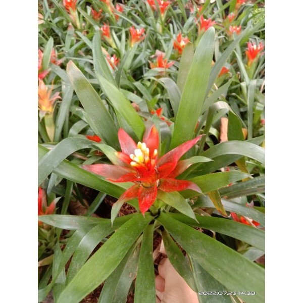 Jual ( BISA COD ) Tanaman Hias Bromelia Guzmania Bunga Merah / Bunga ...