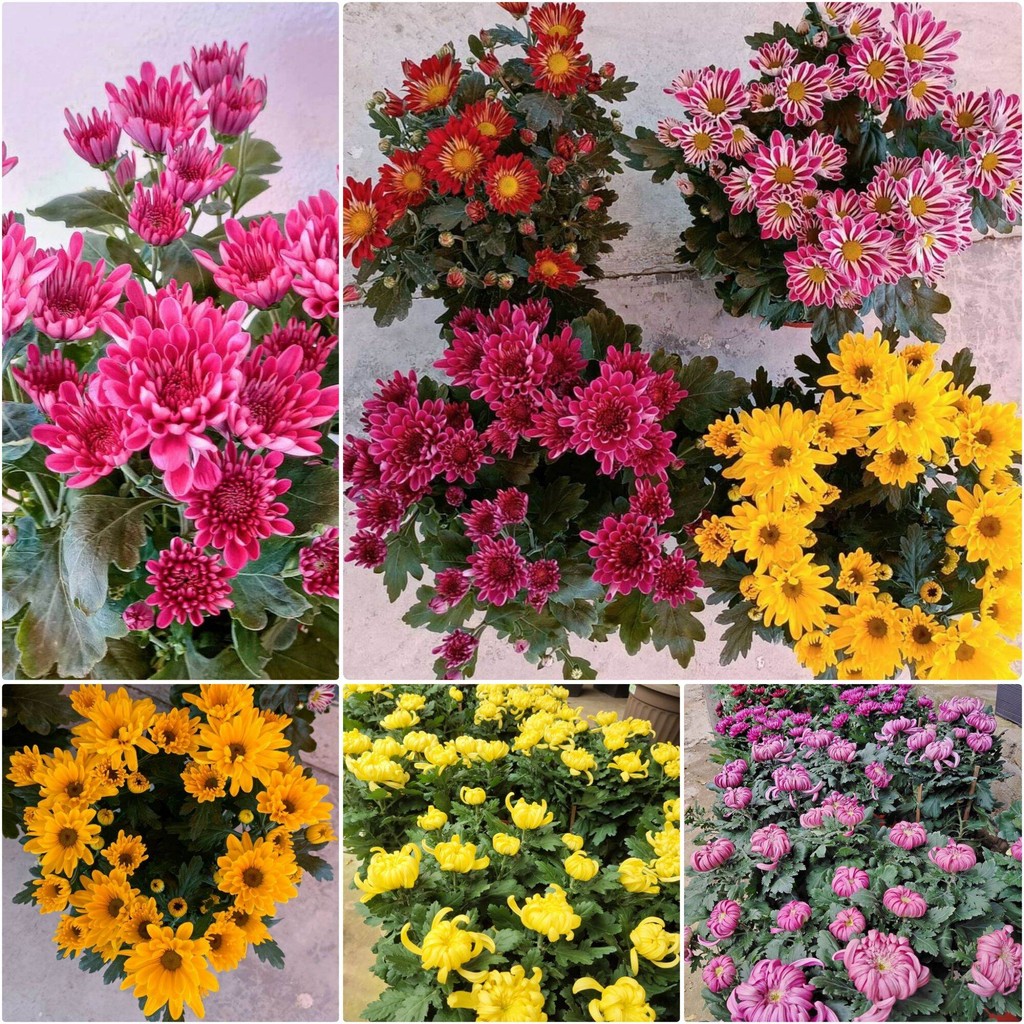Jual a.f Hemat 1 Paket 15 Pohon Tanaman Bunga Krisan Aster Seruni Hidup Asli Warna Mix Cod ...