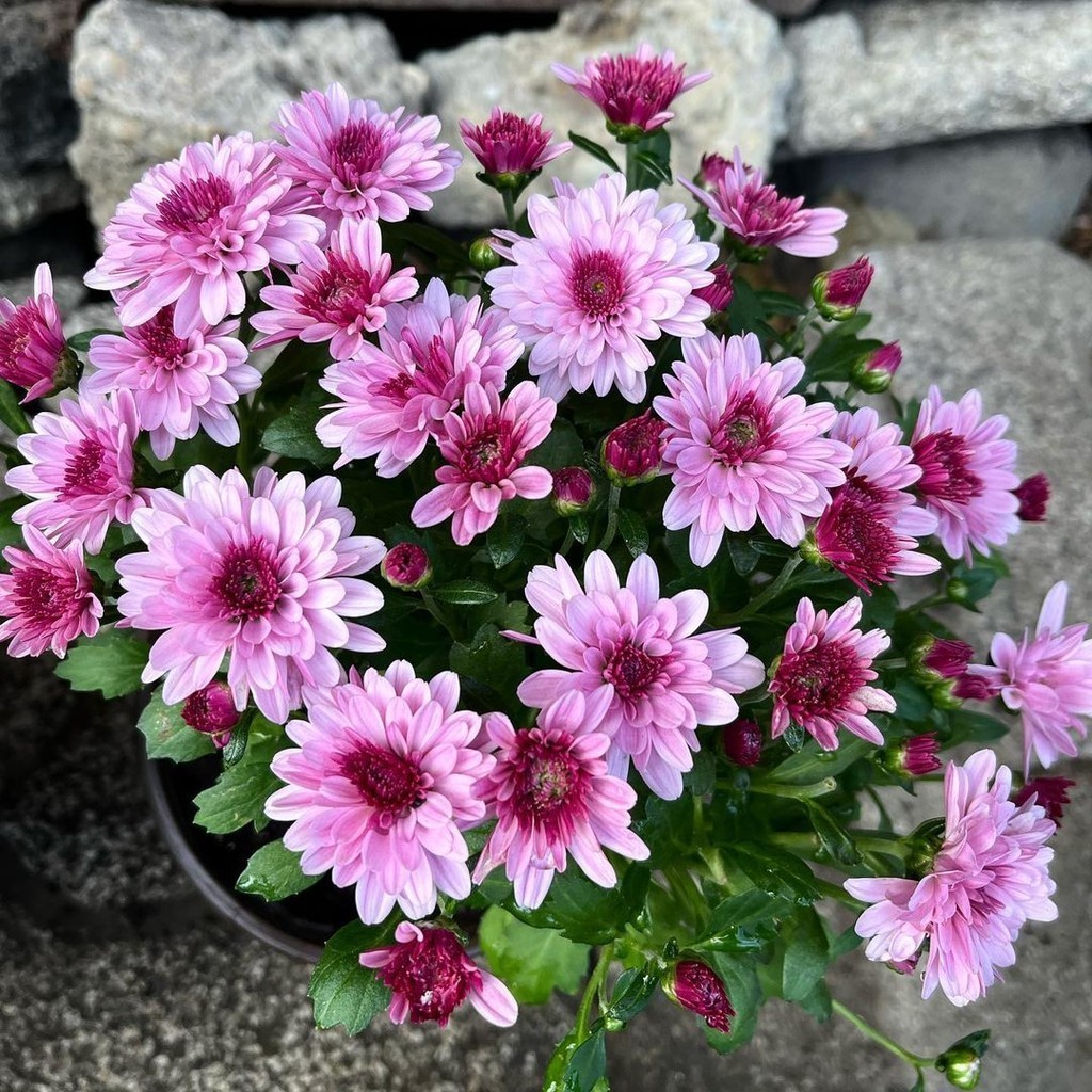 Jual TANAMAN HIDUP BUNGA KRISAN ASTER SERUNI BERBUNGA [ BISA PILIH ...