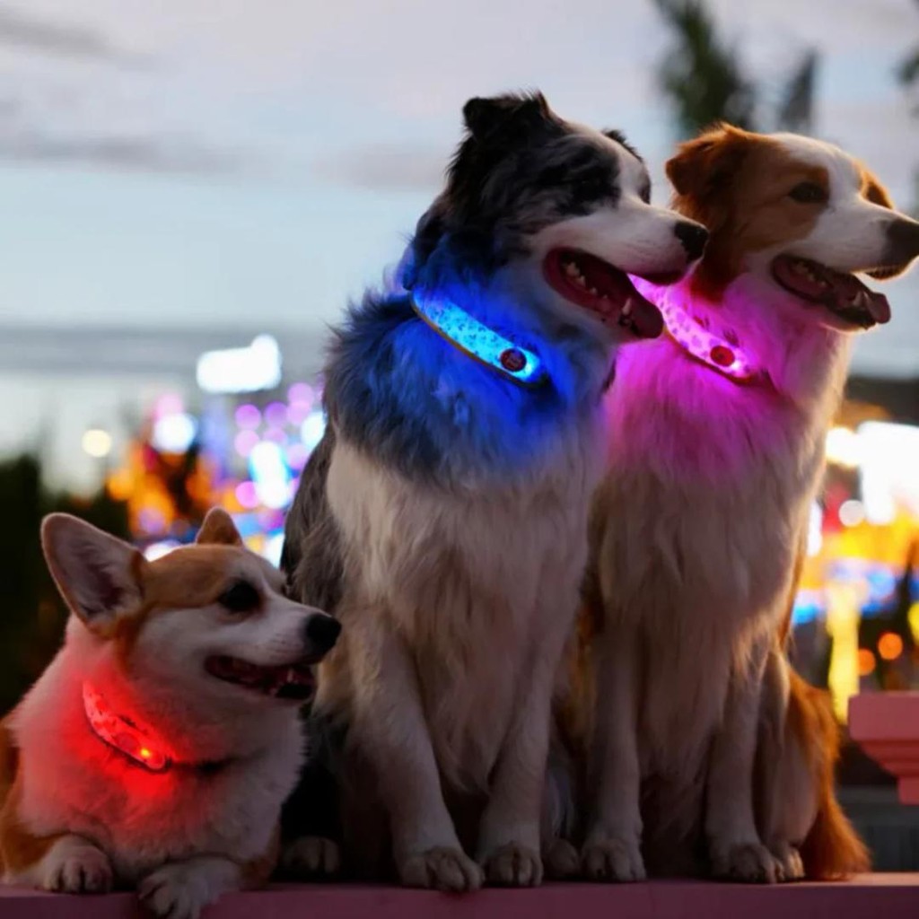 Jual Colorstrap glowpup LED band | Laroo (dog led collar / led safety ...