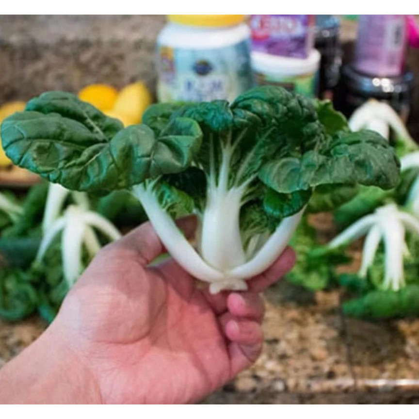Jual RBP Benih Biji Pakcoy Baby | Shopee Indonesia