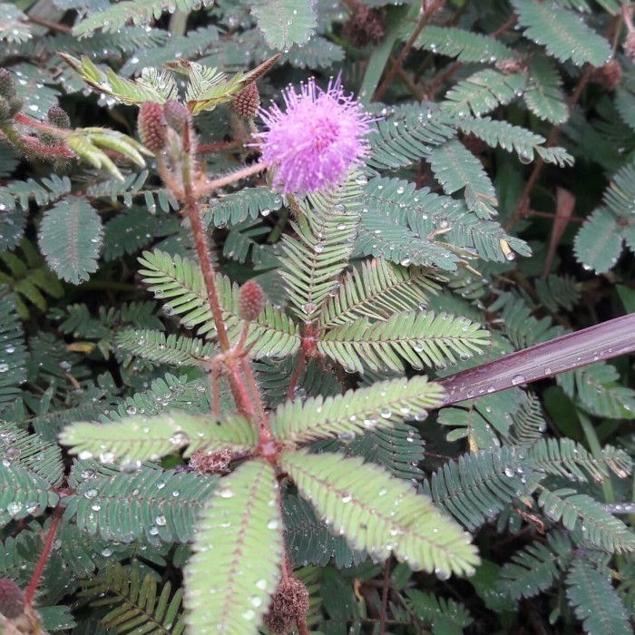 Jual Daun putri malu segar 500 gram | Shopee Indonesia