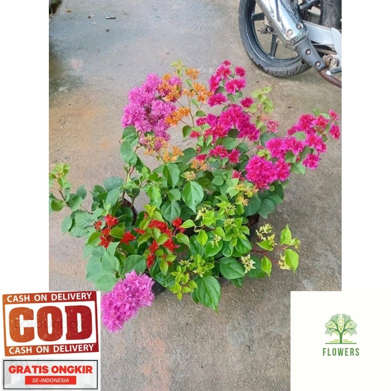 Jual Bisa Bayar Di Tempat Promo Tanaman Hias Bugenvil Bunga Kertas