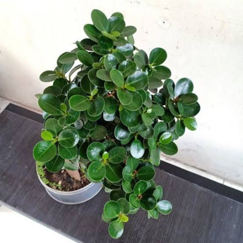 Jual Tanaman Tanaman Hias Bonsai Dolar Mangkok | Shopee Indonesia