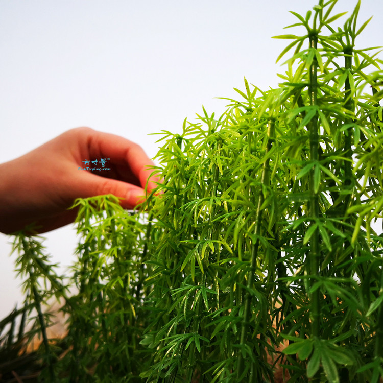 Jual 25/50pcs Bamboo Model,landscape Model Train Railway Layout Scenery ...