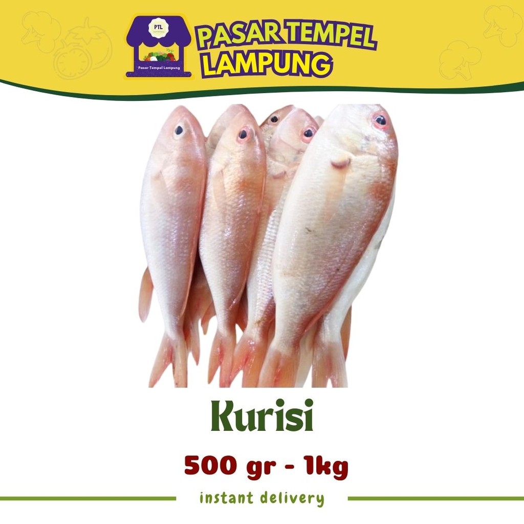 Jual Ikan Laut Ikan Krisi Ikan Kurisi Seafood Pasar Lampung Ikan Segar ...