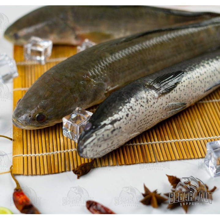 Jual IKAN GABUS / KUTUK SEGAR FRESH | Shopee Indonesia