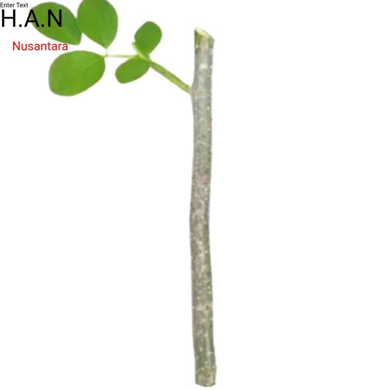 Jual Bibit pohon gamal 1kg untuk rambat vanili cutting stek batang ...