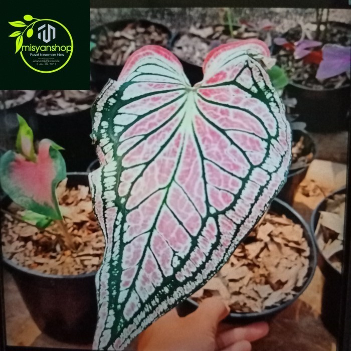 Jual Tanaman hias keladi wayang batik caladium(bibit) | Shopee Indonesia