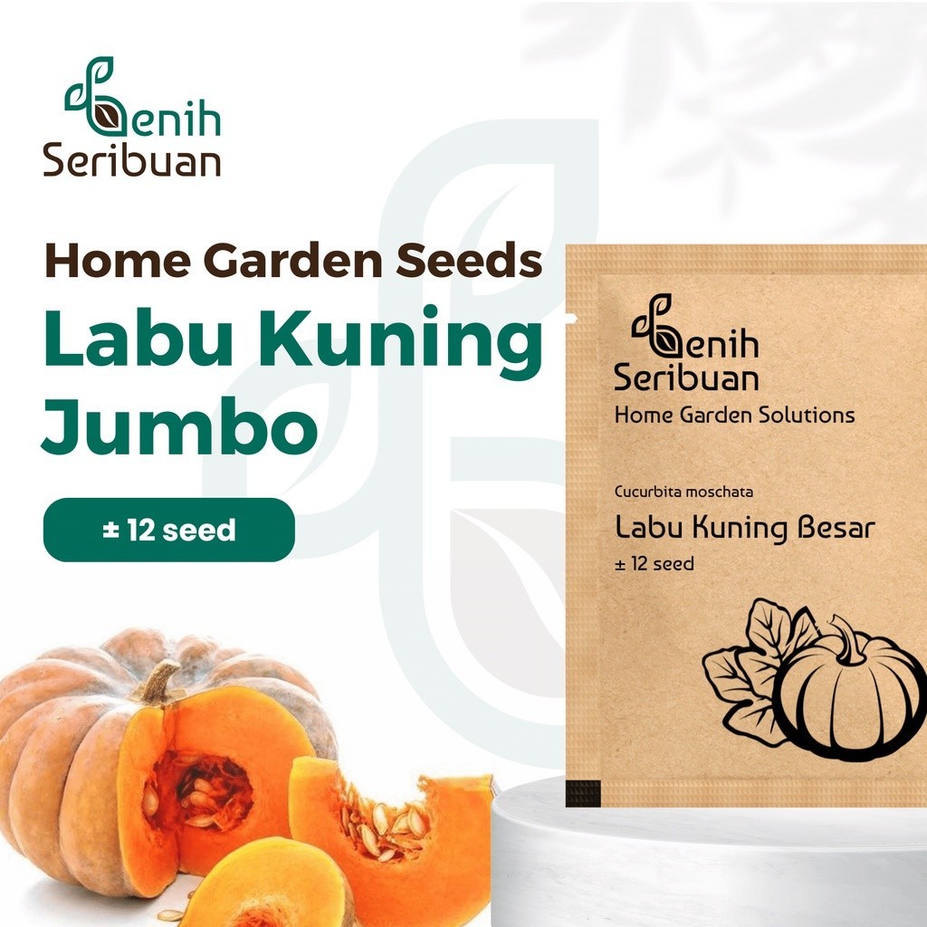 Jual Benih Seribuan - Bibit Buah Labu Kuning Jumbo Unggul | Shopee ...