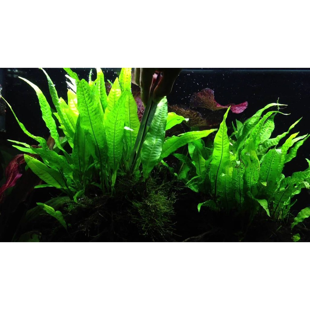 Jual Java fern KADAKA per 3 daun - tanaman aquascape LOW C02 aquarium ...