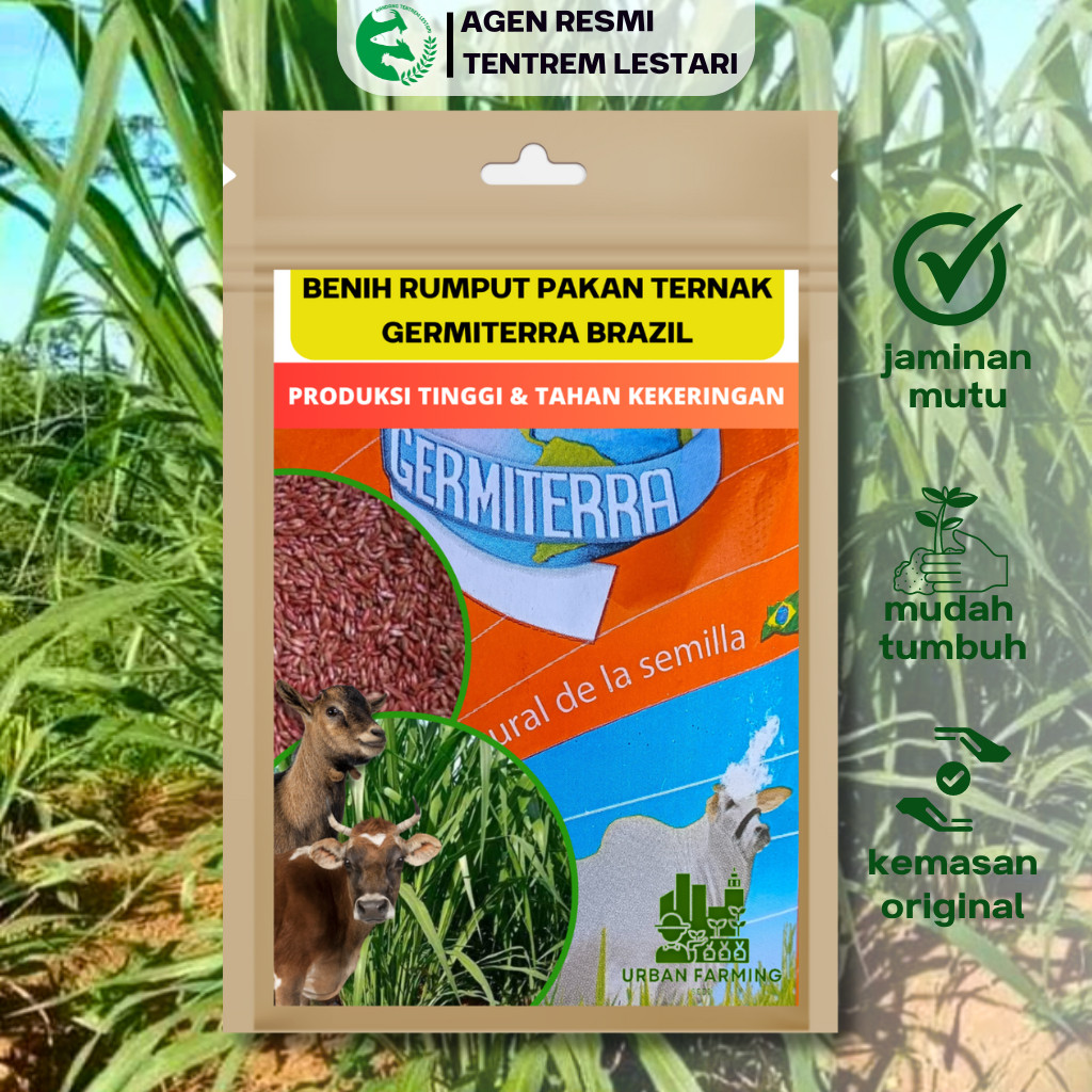 Jual 600 Benih Rumput Germiterra Bonicam Mombasa F1 Urban Farming Pakan ...